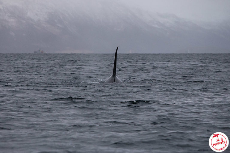 Voir les orques & les baleines à Tromso / Skjervøy (Norvège)