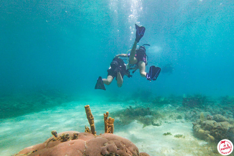 Plongée en Martinique : de la peur au plaisir ! | Je Papote