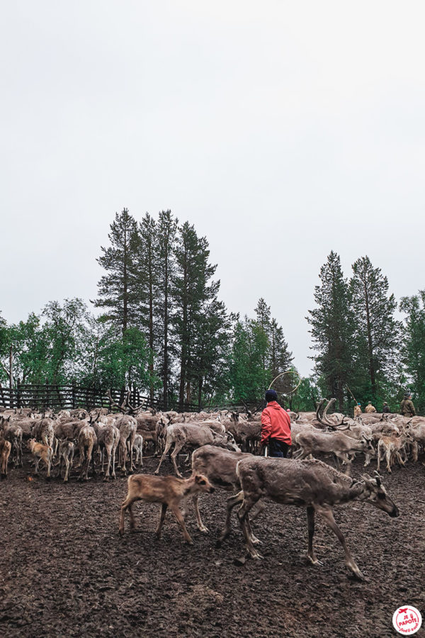 Expérience: Le marquage des rennes en Laponie | Je Papote