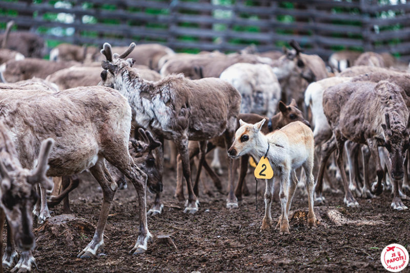 Expérience: Le marquage des rennes en Laponie | Je Papote